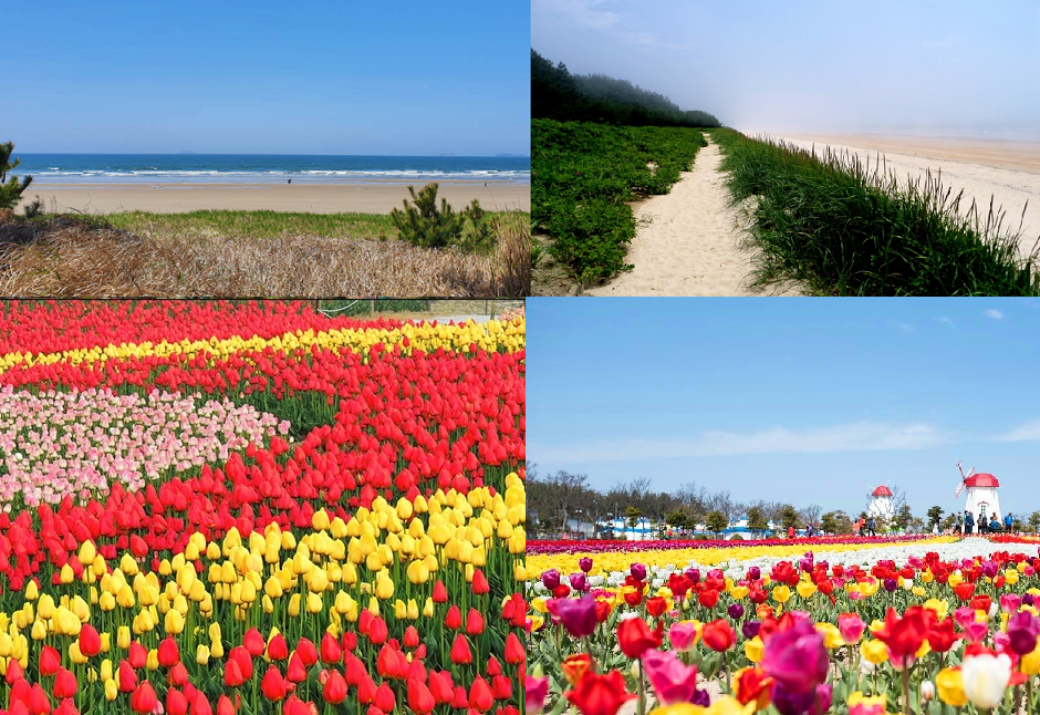 » April 30: Tulip Festival & Seacoast Walk